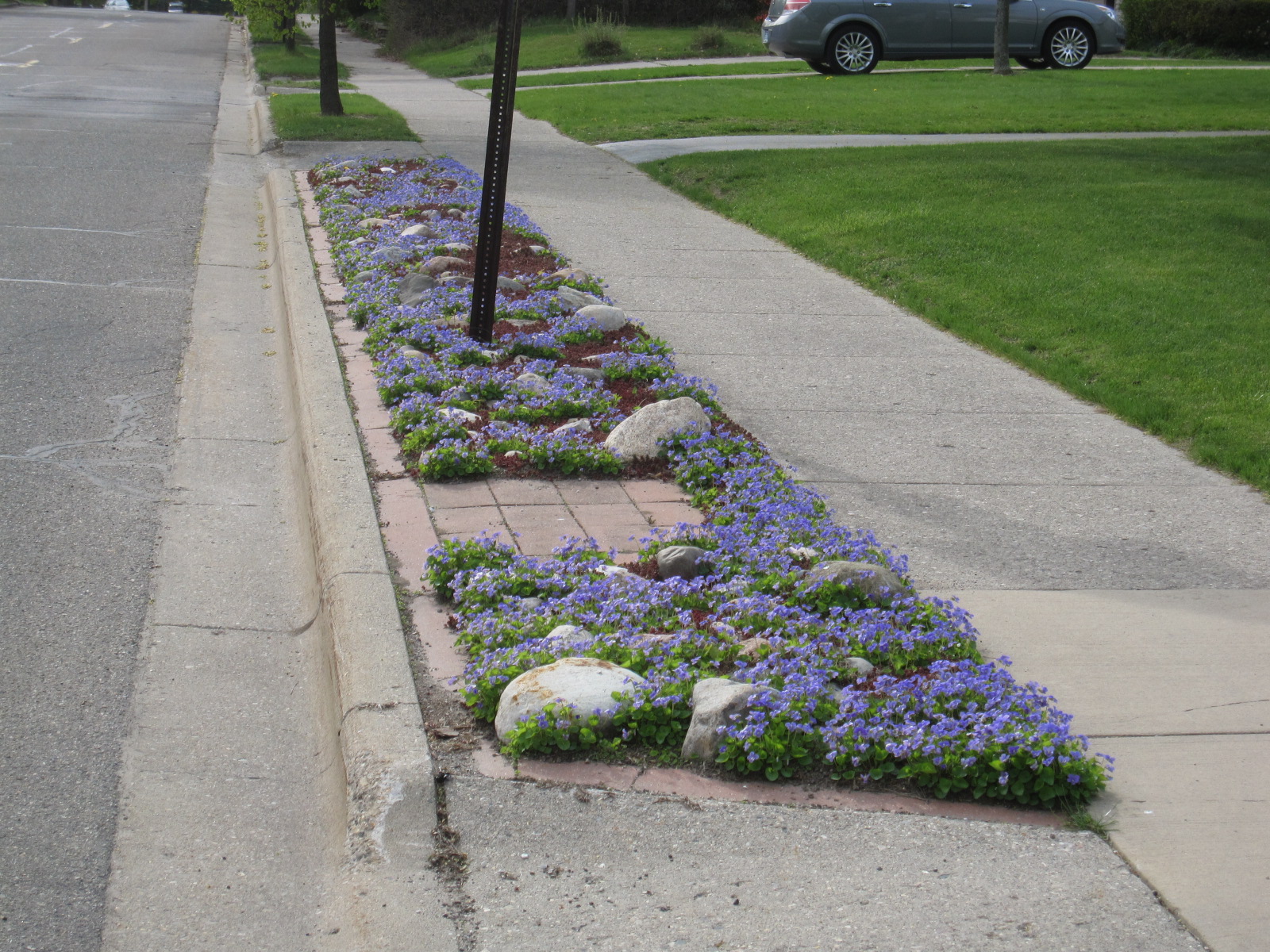 Arrowhead Alpines Blog Lawn Alternative Of The Day arrowhead-alpines-blog-lawn-alternative-of-the-day